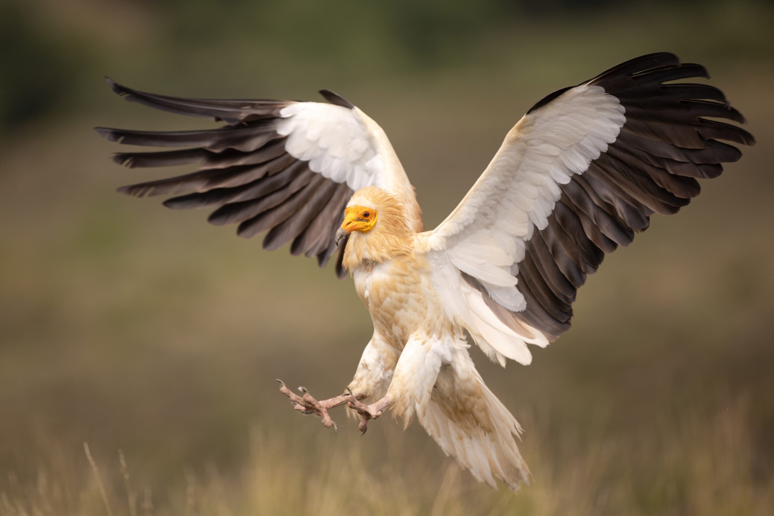 Egyptian Vulture – Birds